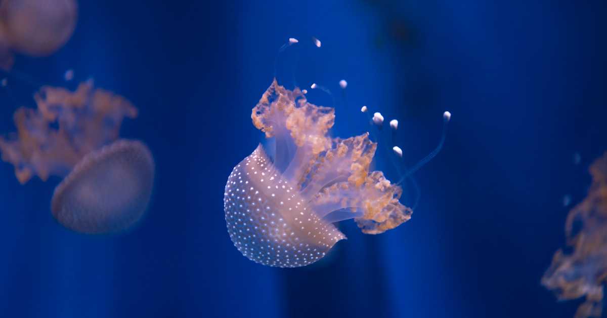 How Marine Resources Management Is Addressing Climate Change ...